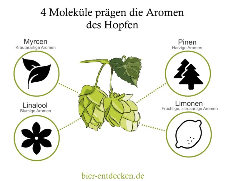 Ausführliche Hopfenbeschreibung: Herkules Hopfen aus Europa
