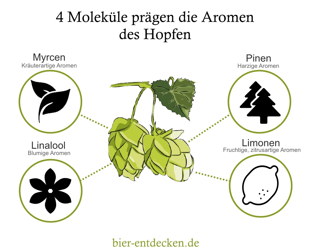 4 Moleküle Hopfen - bier-entdecken.de